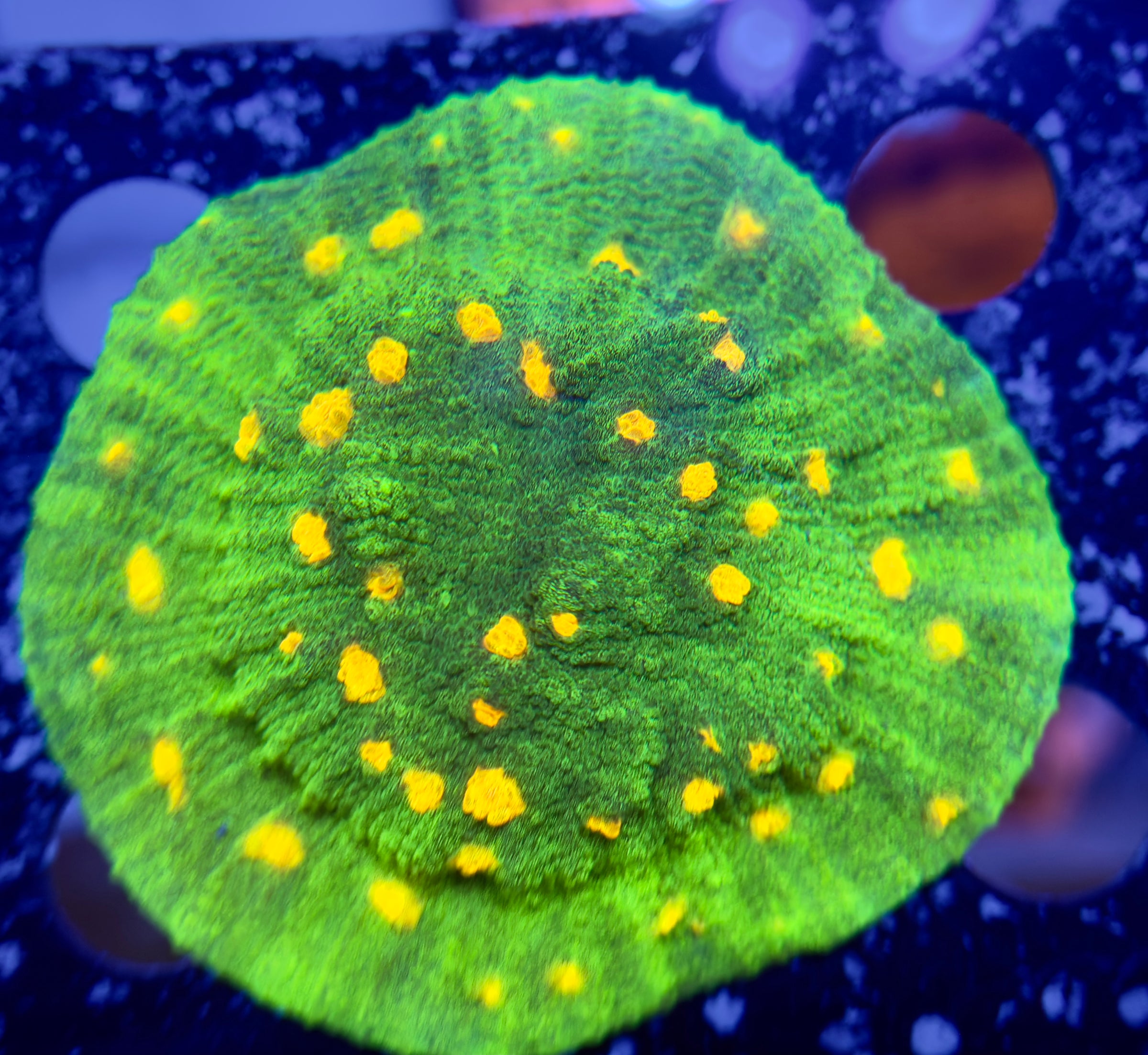 Great Lakes Corals Shop Live Coral for Sale | Rare Saltwater Corals