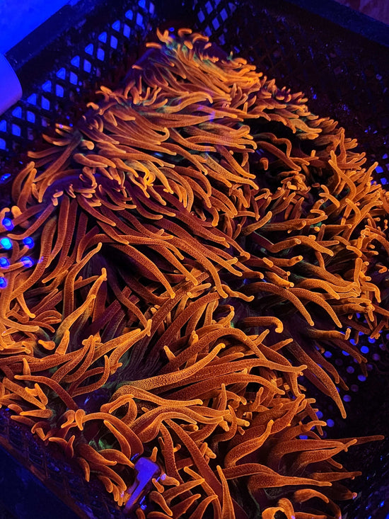 Chicago Sunburst Anemone - Unique 3-Inch Coral for Your Aquarium ...