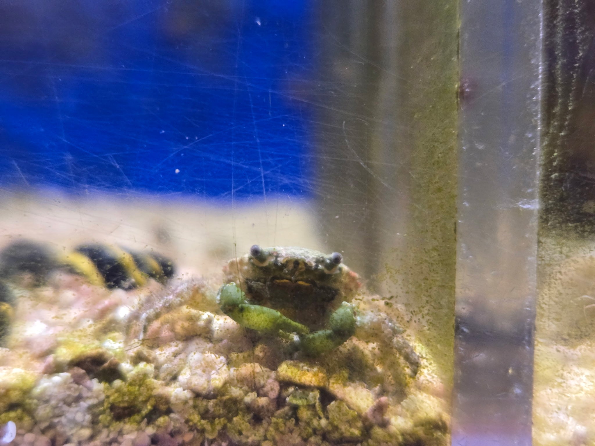 Buy Emerald Crabs at Great Lakes Corals | Rare Saltwater Crabs